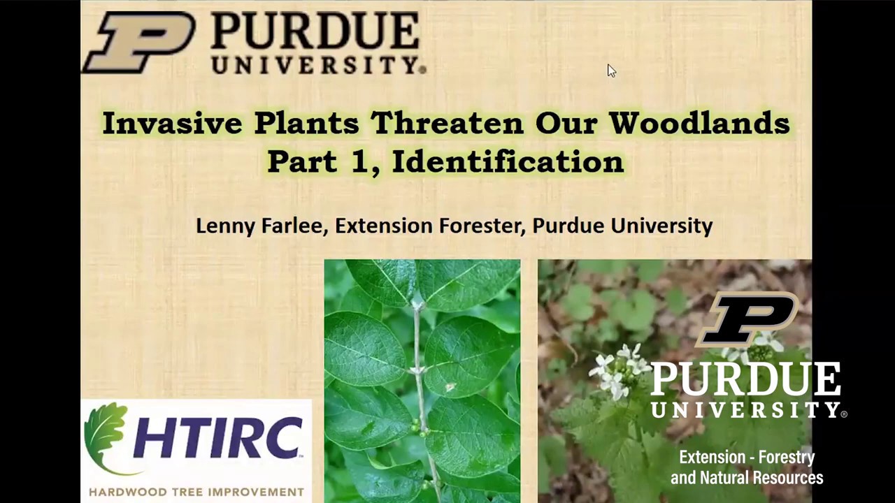 Invasive Plants Threaten Our Forests Part 1: Invasive Plant Species ...