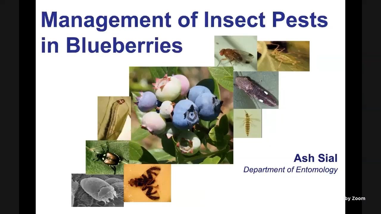 2022 Fruit School – Management of Insect Pests in Blueberries - YouTube