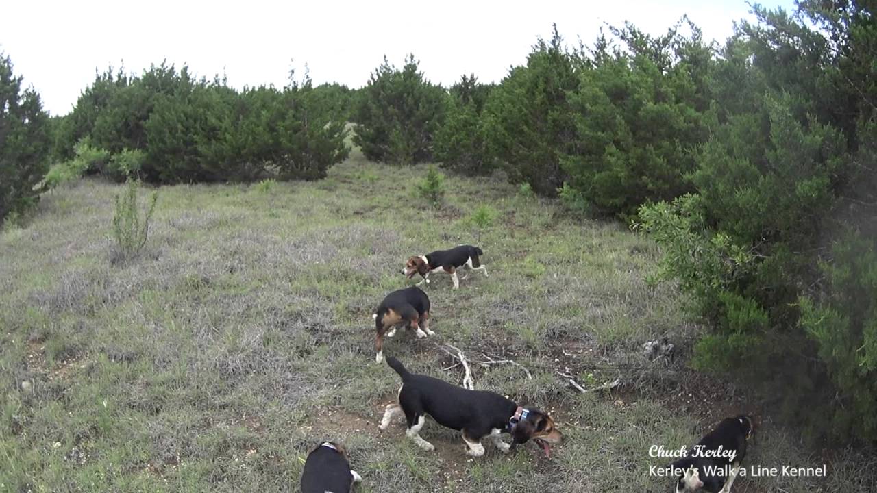 Kwalk Beagles..Chasing momma rabbit - YouTube