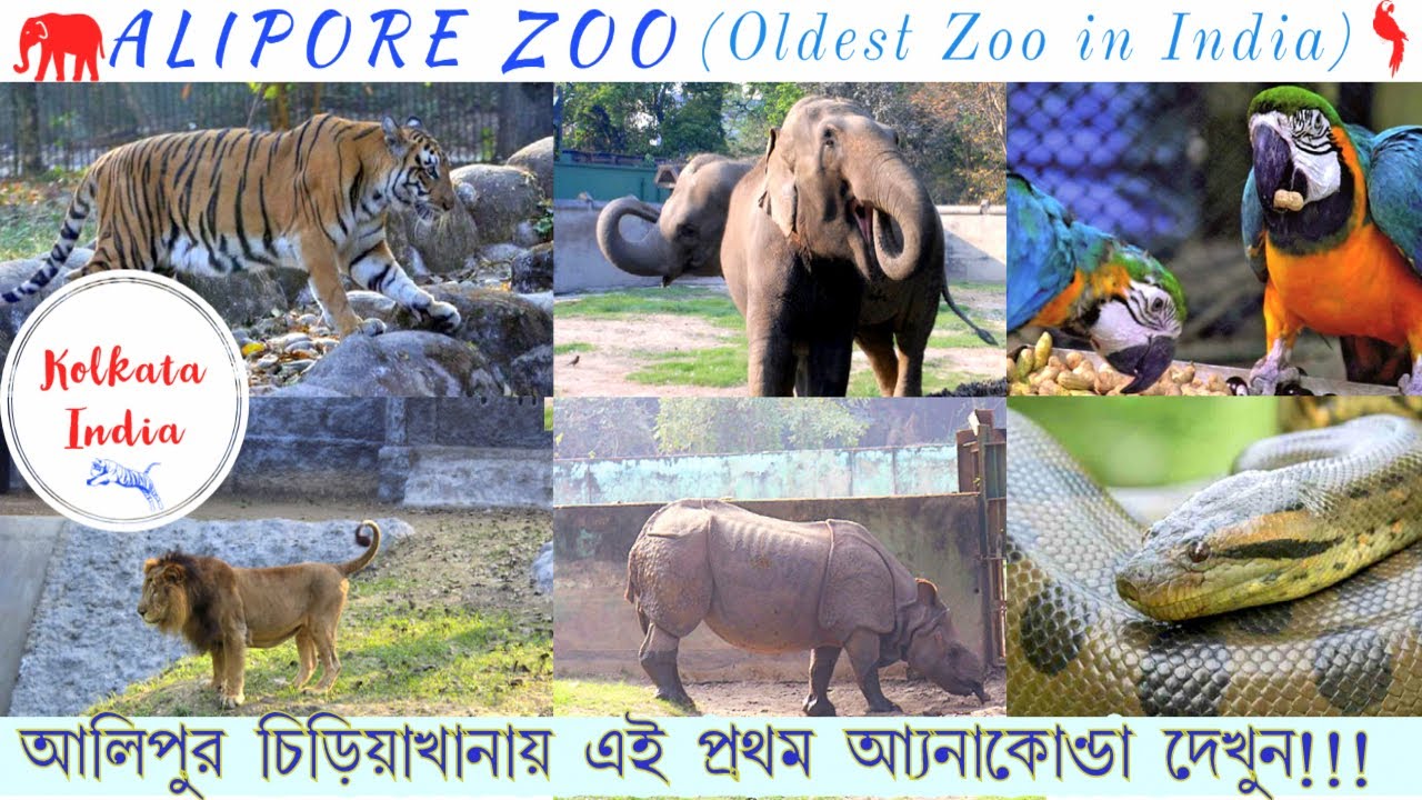 ALIPORE ZOOLOGICAL GARDEN (oldest zoo in India) | KOLKATA ZOO | আলিপুর ...