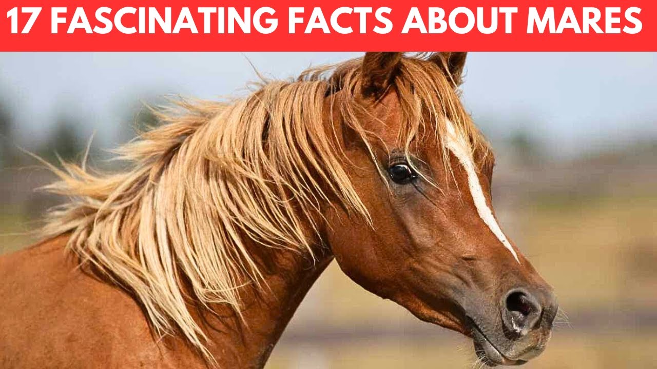 17 Fascinating Facts About Female Horses (Mare) (#9 is Beautiful) ♀ ...