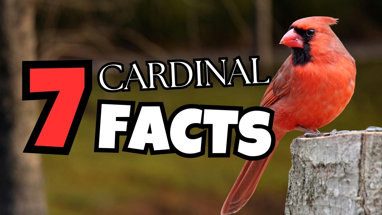 7 Lesser-Known Facts About Northern Cardinals - YouTube