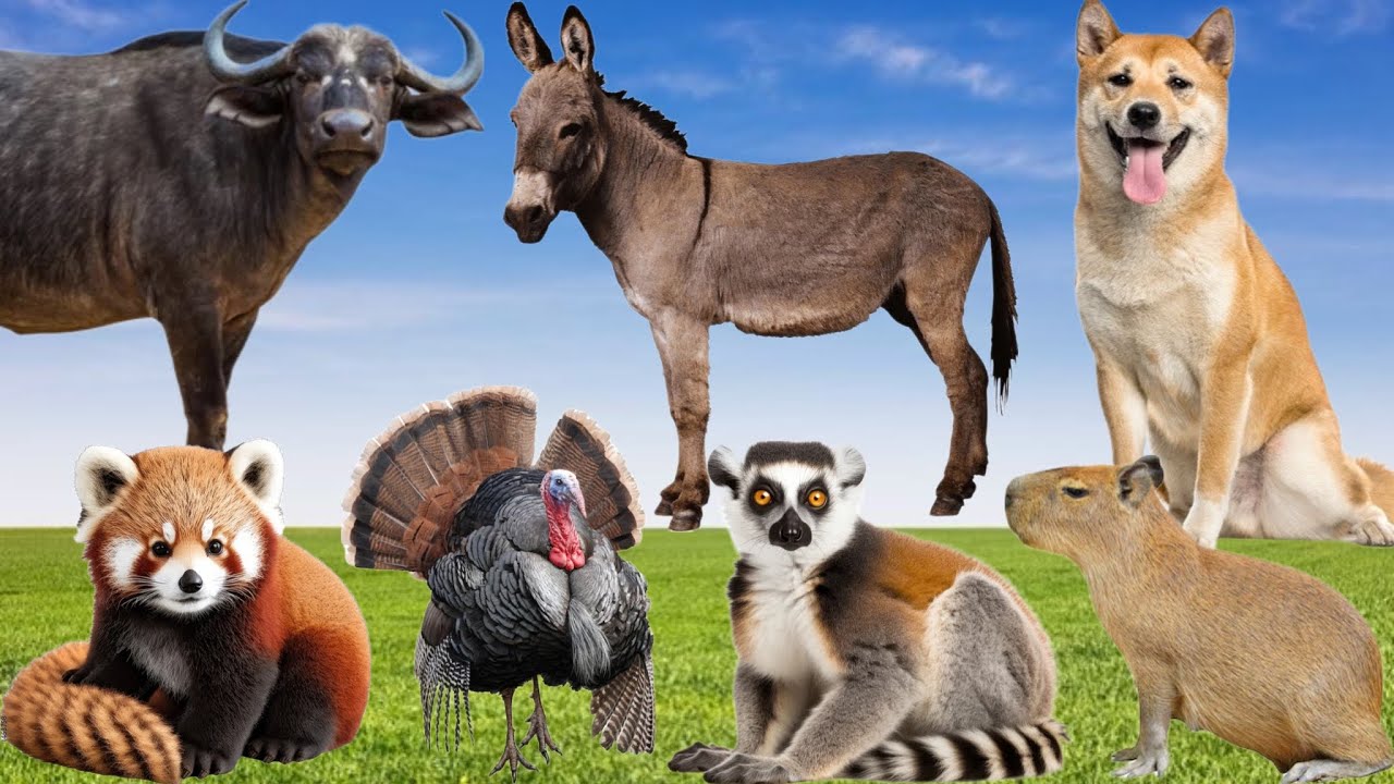 Animal Sounds and Funny Animal Videos - Dog, Swan, Buffalo, Red Panda ...