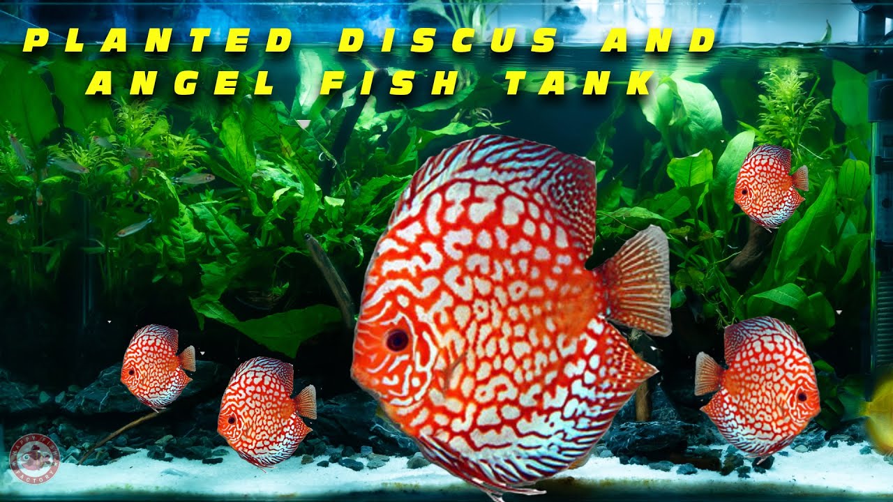 No co2, no soil low tech planted discus and angel fish tank | very easy ...