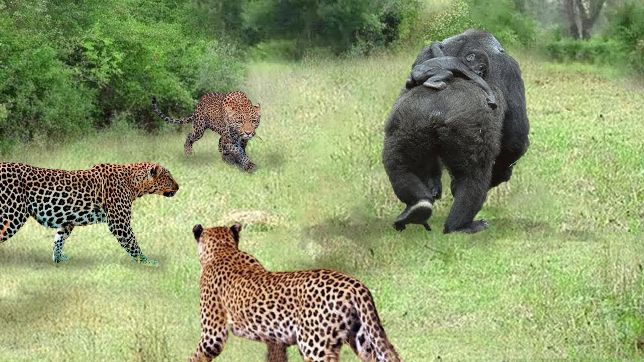 Breathtaking! Terrifying Revenge Of Gorilla King When Discovering ...