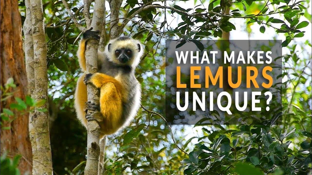 What Makes Lemurs Unique + The Link To Madagascar's Ecosystem - YouTube