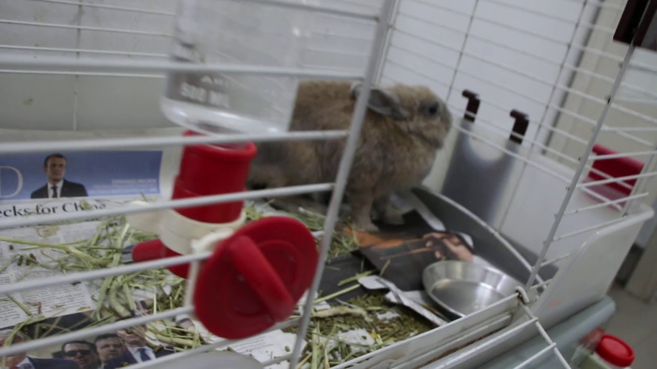 The lethargic rabbit has a body odour - Pt 2/2 - YouTube