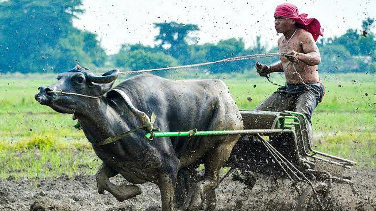 Pampanga Rice field #Liaagbor #filipinoNigeriancouple - YouTube