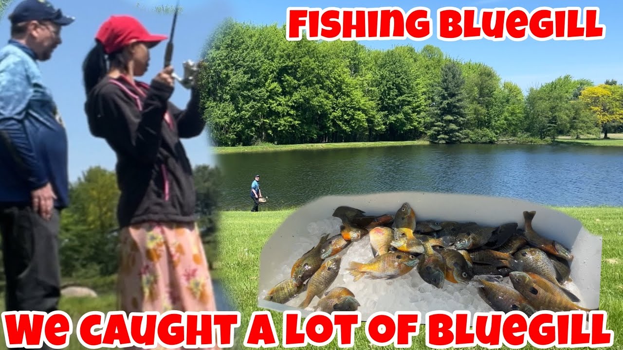 Fishing for Bluegill#fishing - YouTube