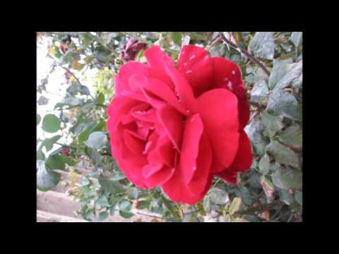 Kırmızı Gül - Ramazan Koyuncu -[Offical Video]