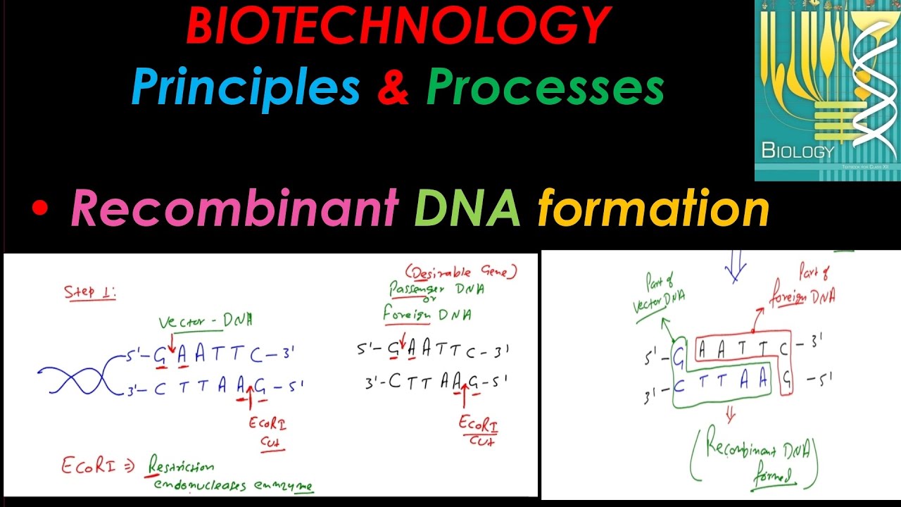CLASS 12 I RECOMBINANT DNA Formation I BIOTECHNOLOGY I @RBC_Biology ...