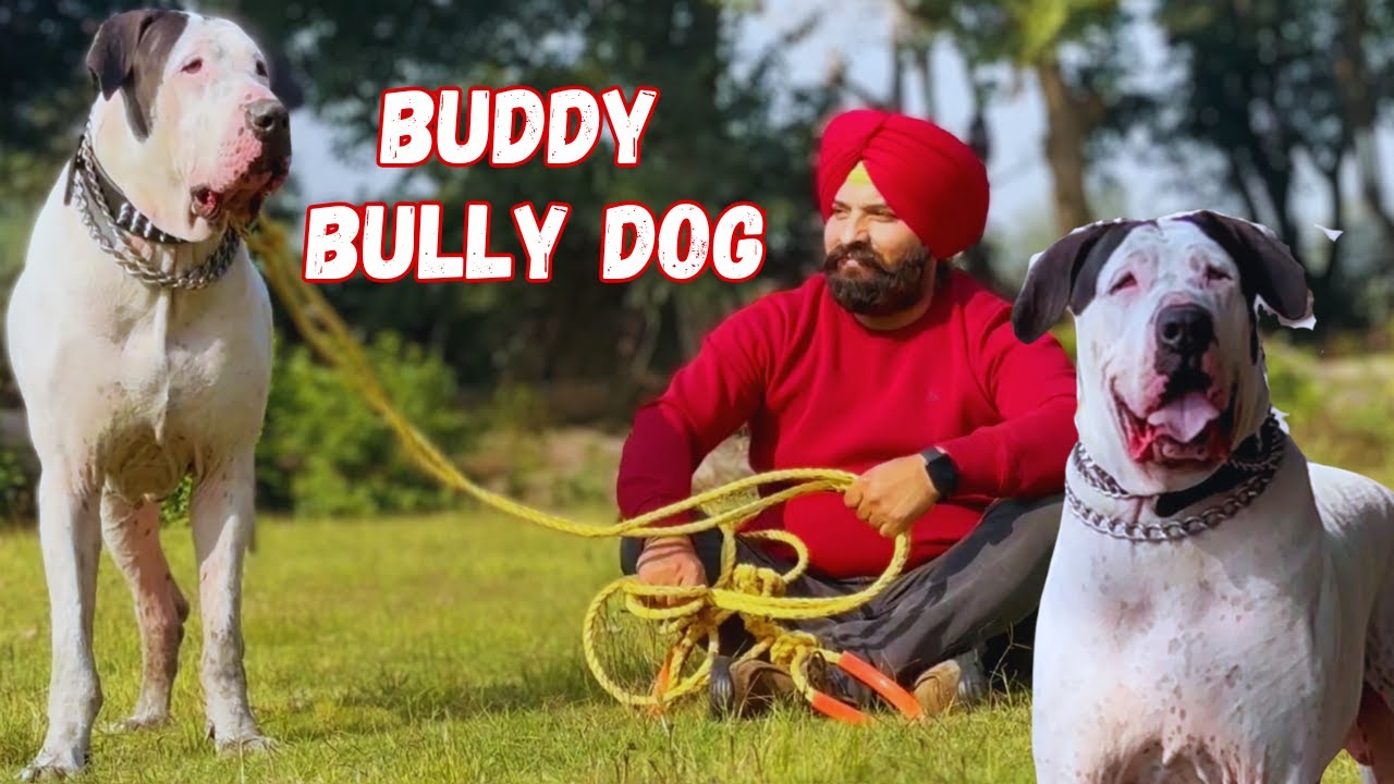 INDIAN MASTIFF BULLY KUTTA BUDDY // BULLY KUTTA IMPORT EXPORT BUDDY ...