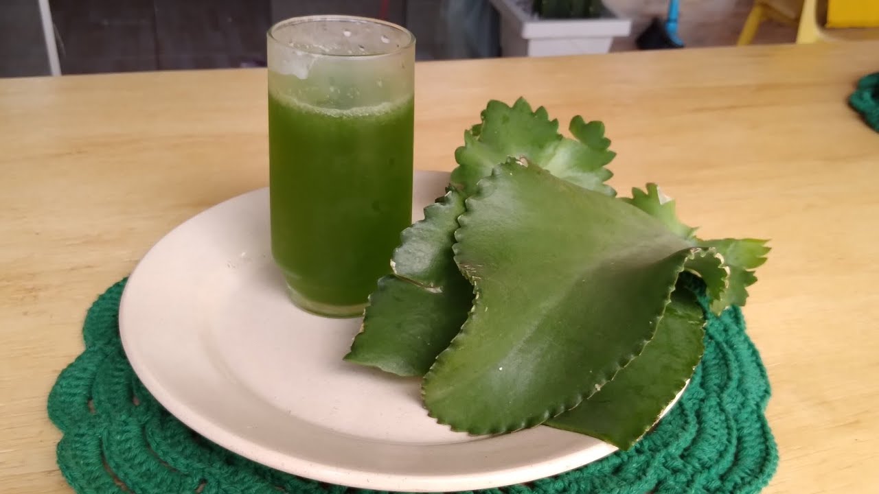 ARANTO COMO FAZER O SUCO DESSA PLANTA MILAGROSA//CURA ATRAVÉS DAS ...