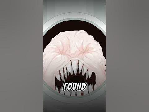 "Sewer Mystery Unveiled: Creepy Noises, Strange Hands, and the Enigmatic Creature in the Pipes ...