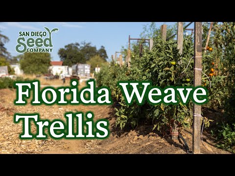 How to Trellis Tomatoes with the Florida Weave (and When It Doesn't ...