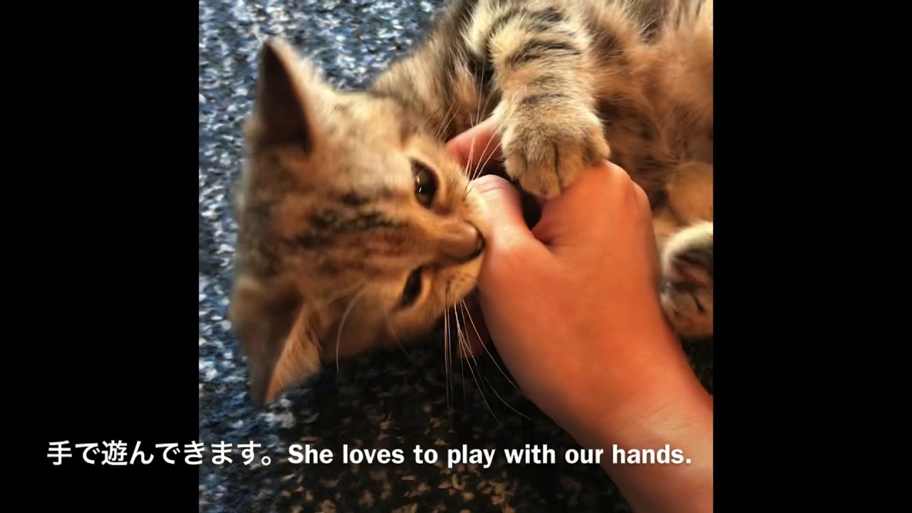 Cutest cat ever funnel-chest cat Miki ♀ 遊んで眠ってしまう猫ミキ - YouTube