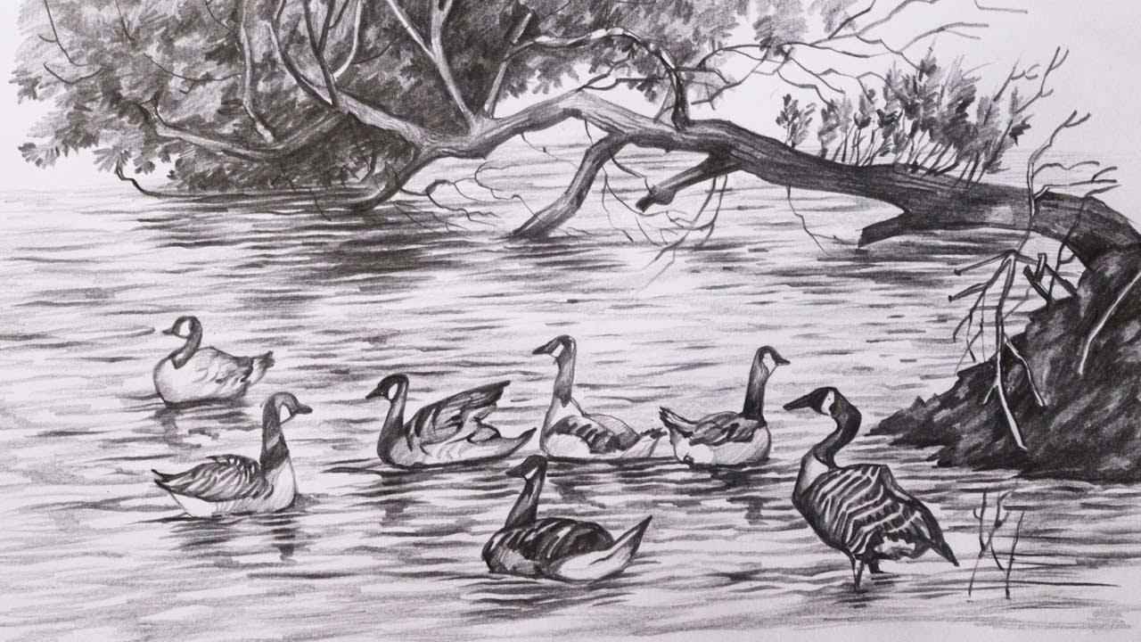 Pencil Drawing Duck Pond Habitat