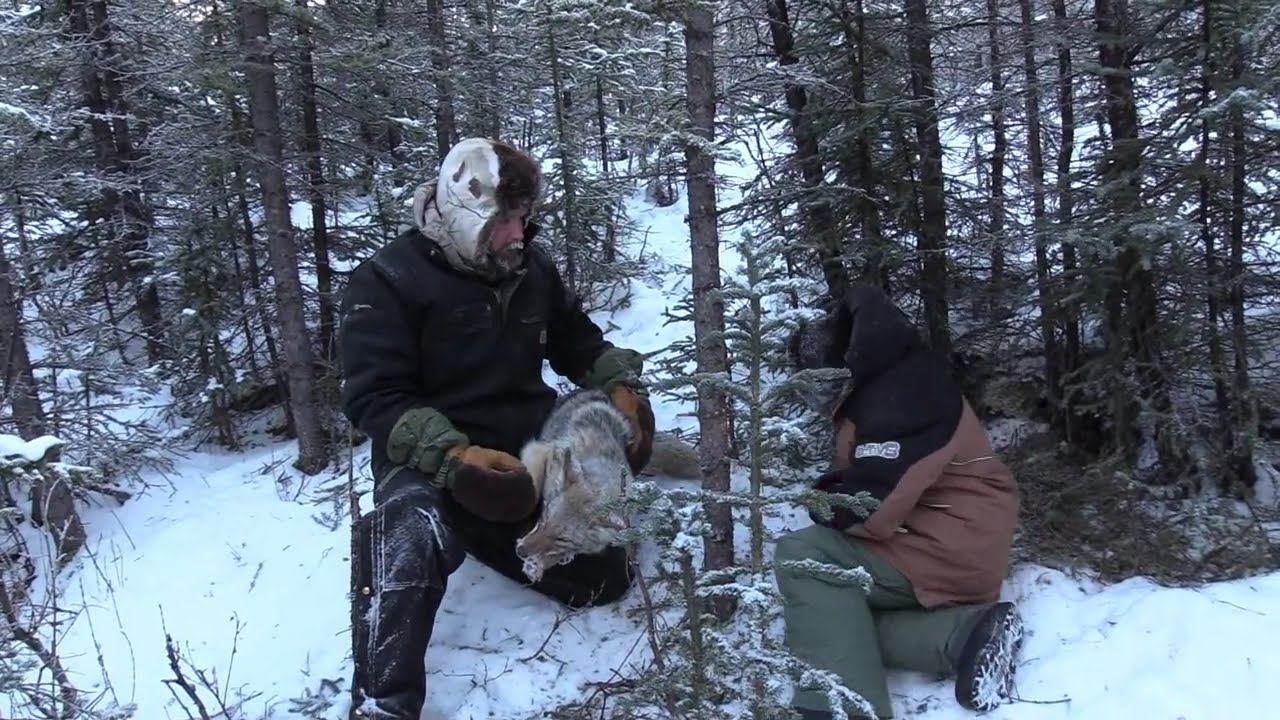 how to snare coyotes in alaska - YouTube