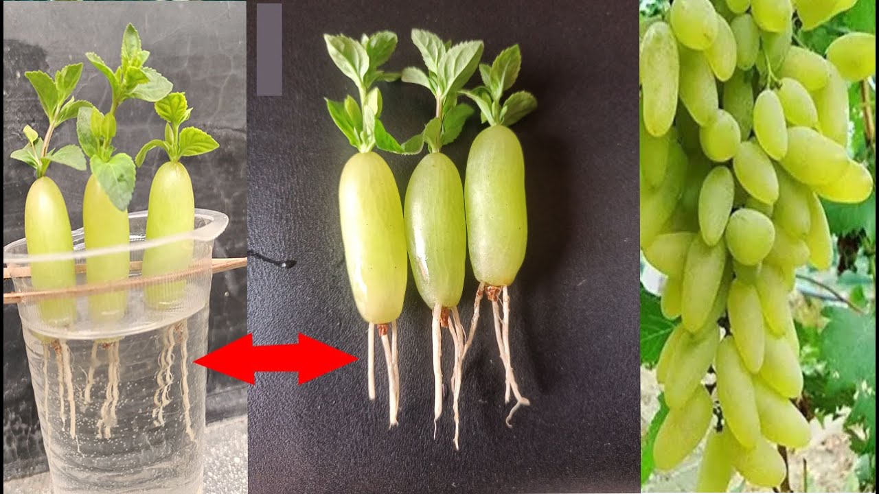 Simple method propagate grape tree with water,, growing grape tree at ...