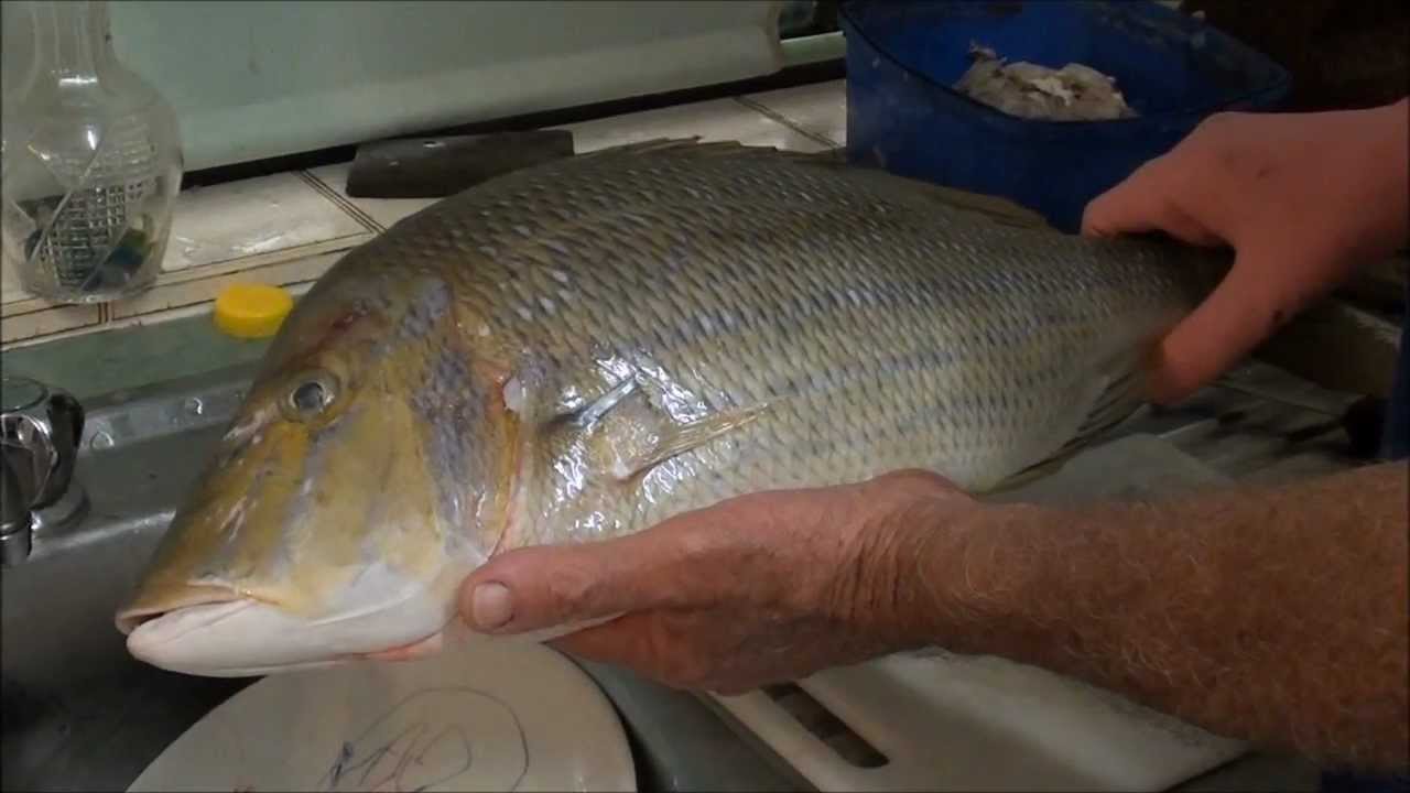 How to Gut, Gill & Fillet a Spangled Emperor. - YouTube