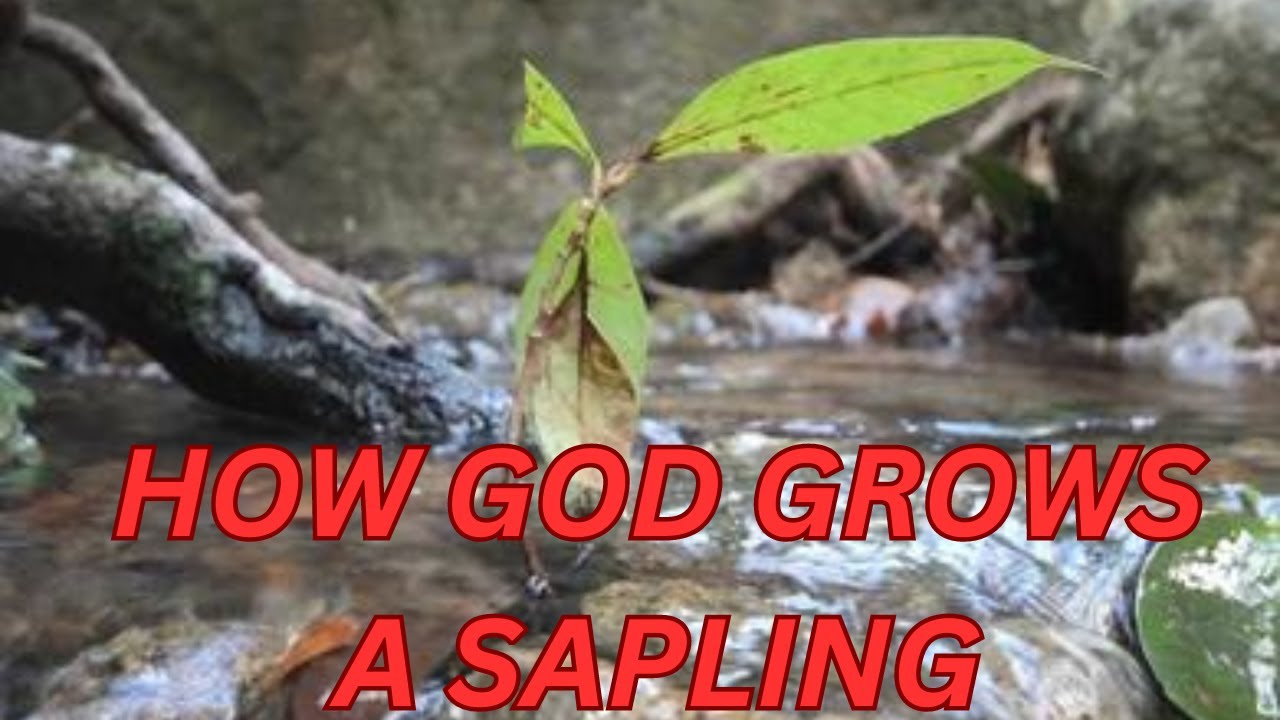 SAPLING - YouTube