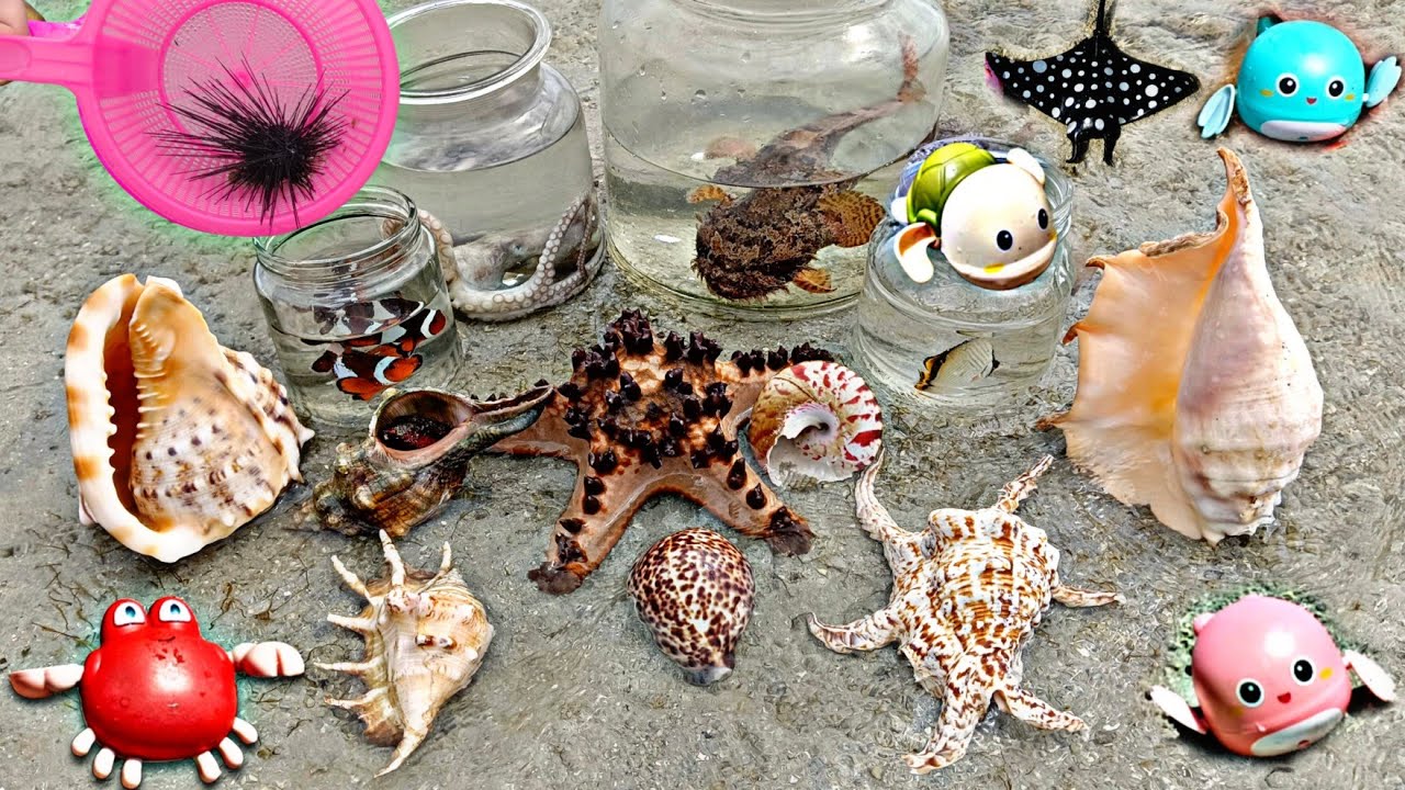 Menemukan Ikan Lepu Besar,Gurita Raksasa,IkanPari,Kelomang,Bulubabi ...