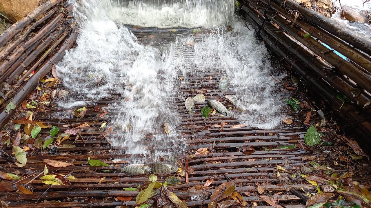 Believe This Fishing? Unique Fish Trapping System || fish trap for big ...