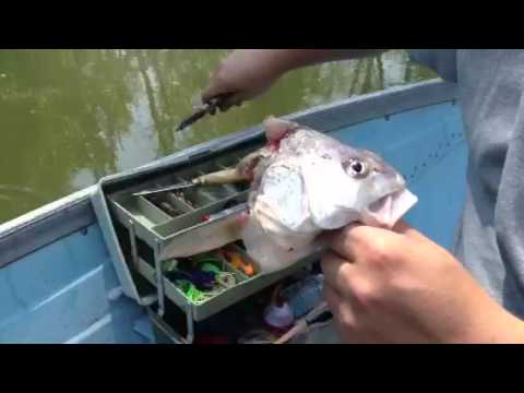 Hillbillies cutting the lucky stones out of the Sheephead - YouTube
