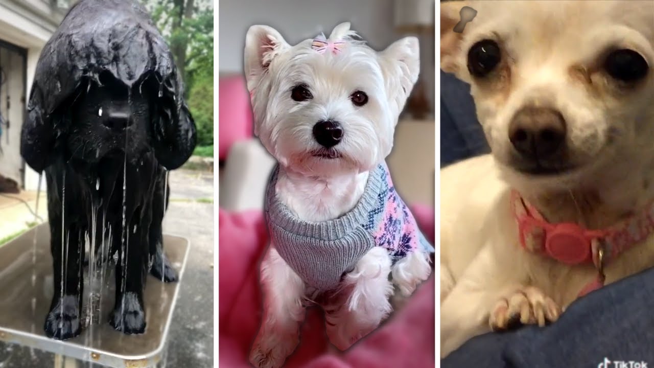 A video of dogs being cute and funny? Count me in! 🐕 😍 - YouTube