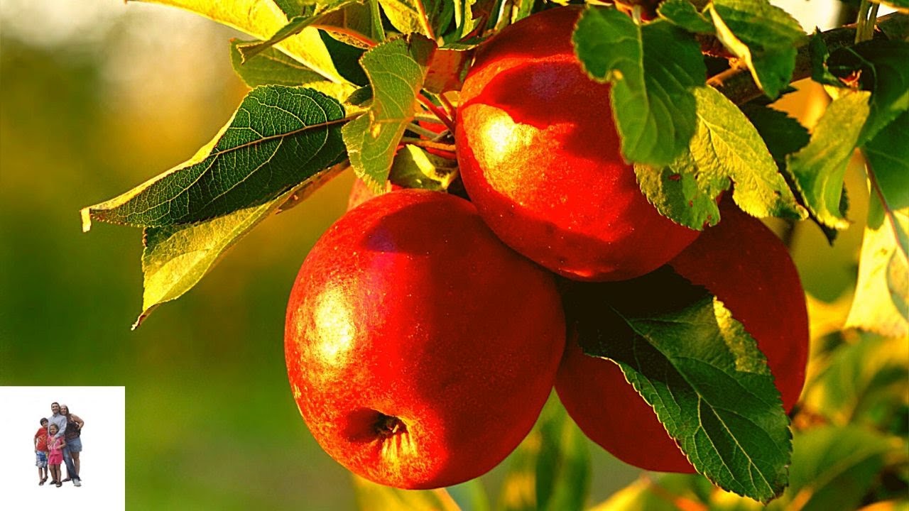 Harvesting Apples in Autumn at Emmett, Idaho - YouTube