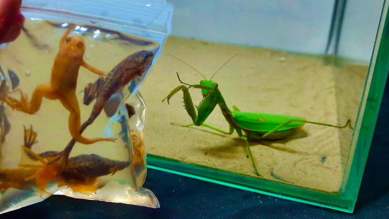 Praying Mantis vs Frogs - YouTube