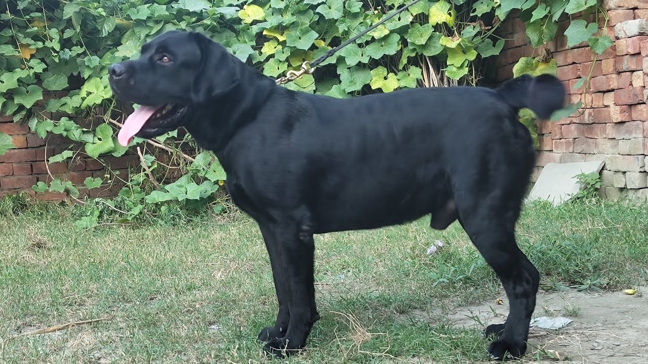 Black Labrador Stud In Sonipat // Puppies Available - YouTube