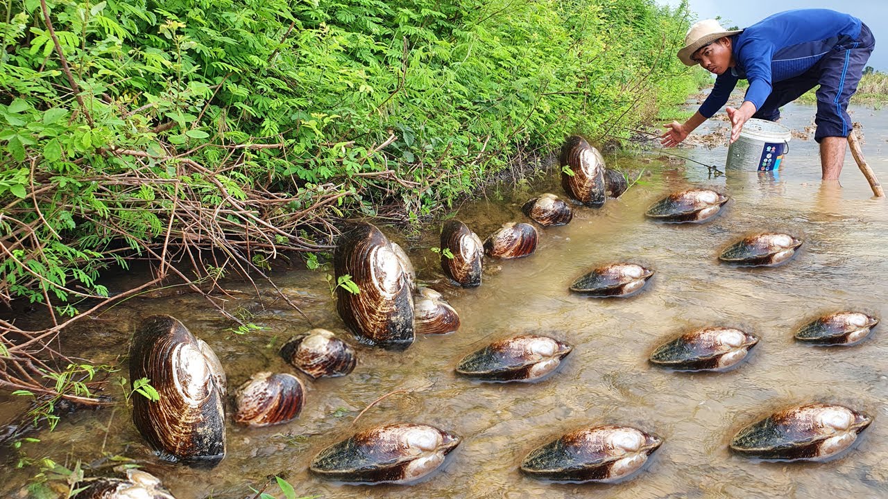 Amazing fishing! a lots of clams on the road flooding catch Tool dig ...