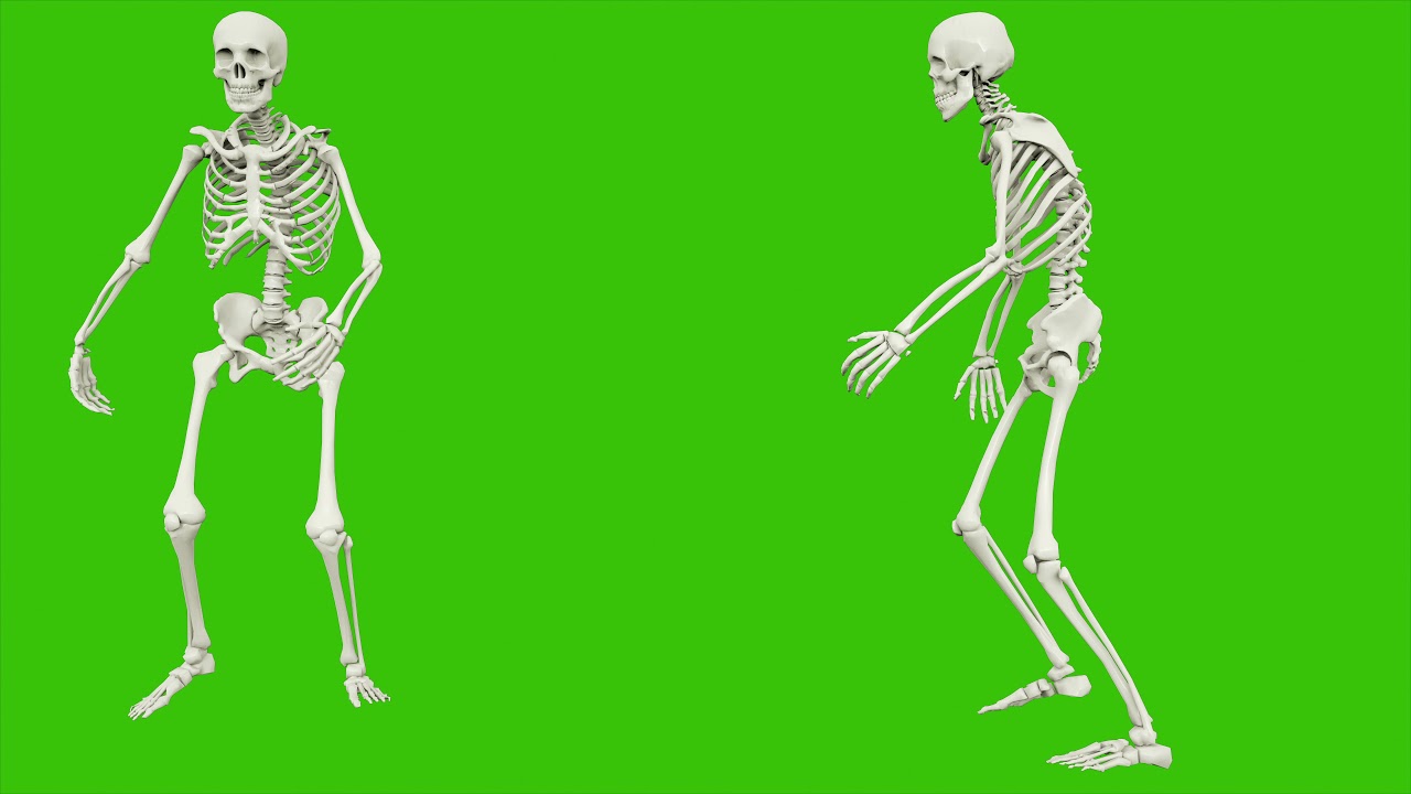 Free footage. Skeleton walk. Seamless loop animation on green screen ...