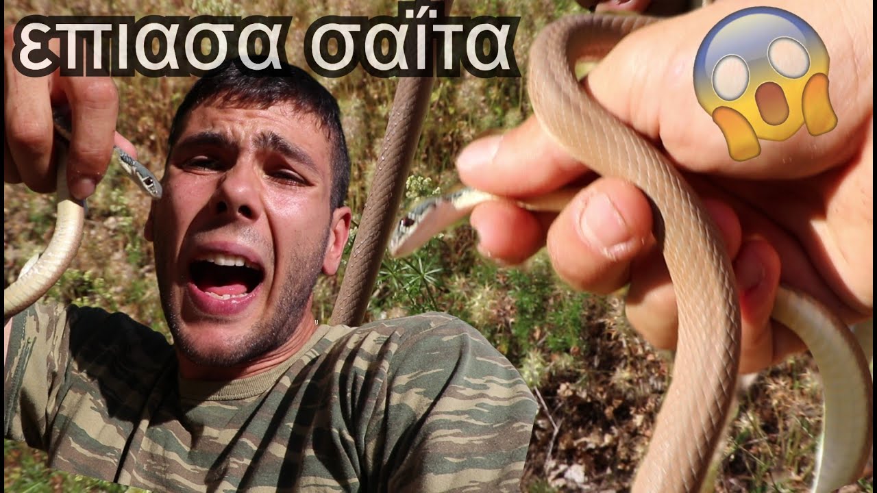 ΣΑΙΤΑ ΤΟ ΓΡΗΓΟΡΟΤΕΡΟ ΦΙΔΙ ΤΗΣ ΕΛΛΑΔΑΣ - YouTube