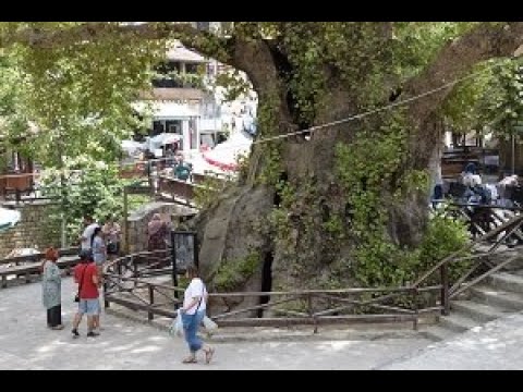 Samandağ Musa Ağacı
