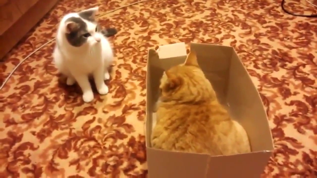 Vídeo de peleas de gatos . Cats fight funny videos - YouTube