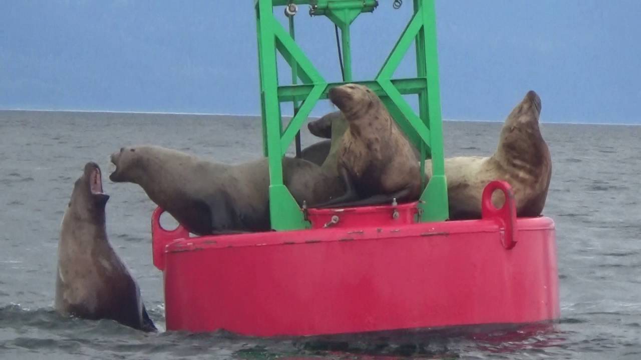 Sea Lions ROAR!!! - YouTube