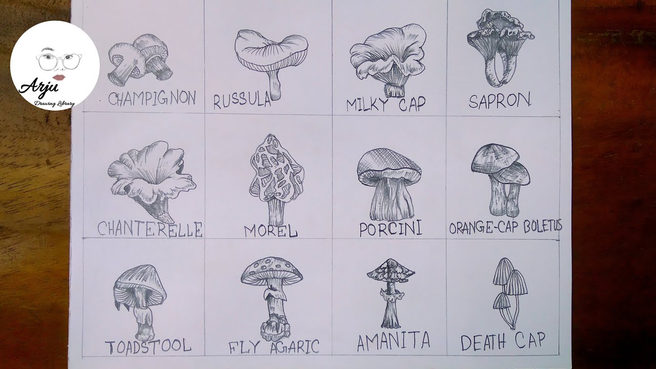 12 Types Mushrooms Drawing step by step || How to draw Mushrooms || Art ...