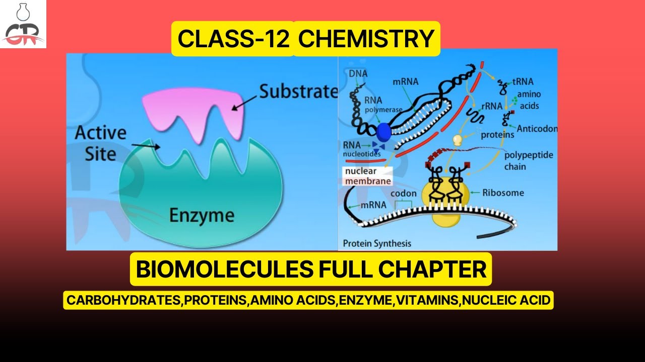 Biomolecules Full Chapter Class 12 Chemistry Carbohydrates,Proteins ...