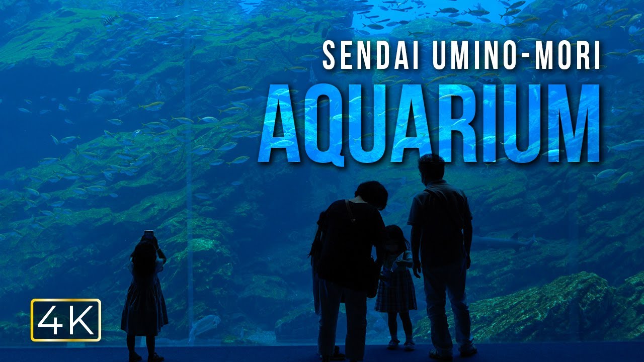 Sendai Umino-Mori Aquarium / 仙台うみの杜水族館 - YouTube