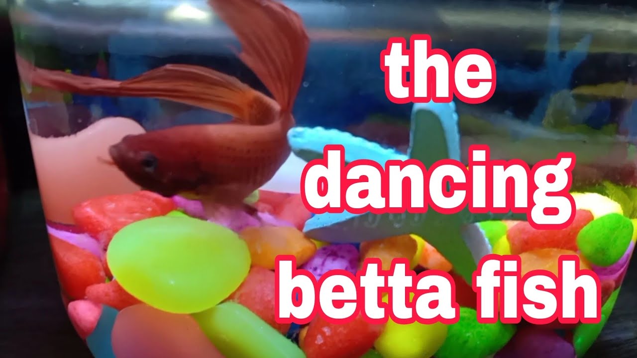 The dancing betta fish #betta #bettafish #aquarium #aquariumfish - YouTube