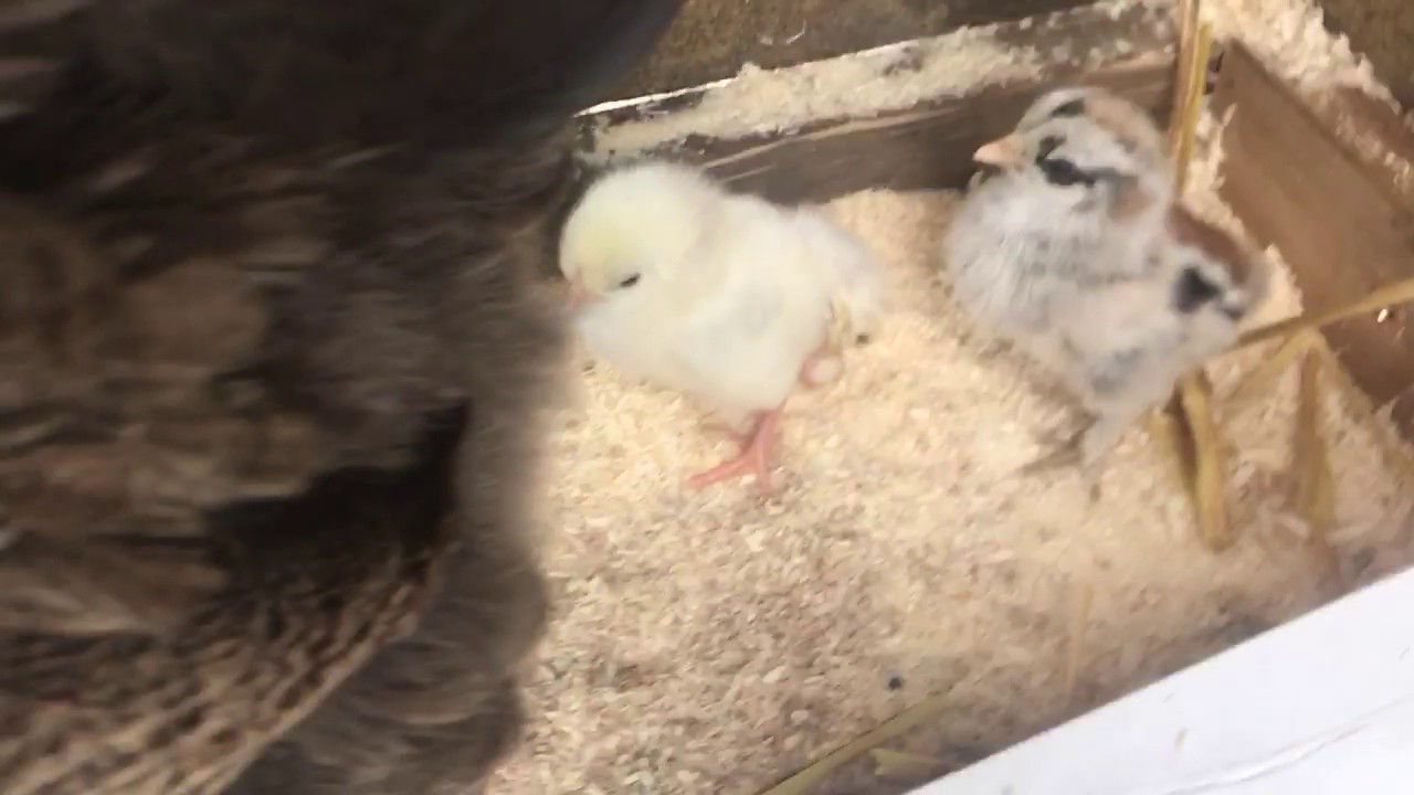 Four-legged chick hatched in Norfolk - YouTube