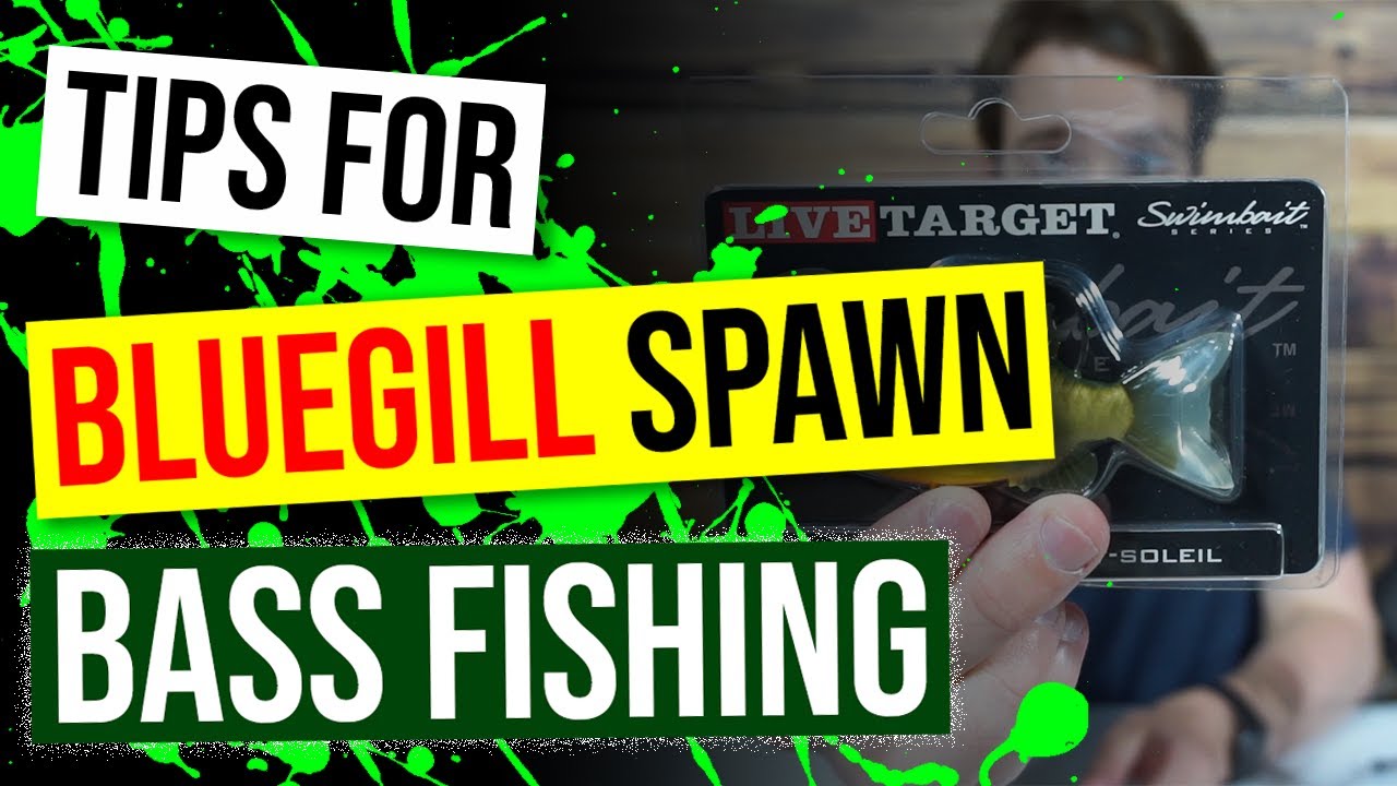 Tips for Bass Fishing the BLUEGILL SPAWN! - YouTube