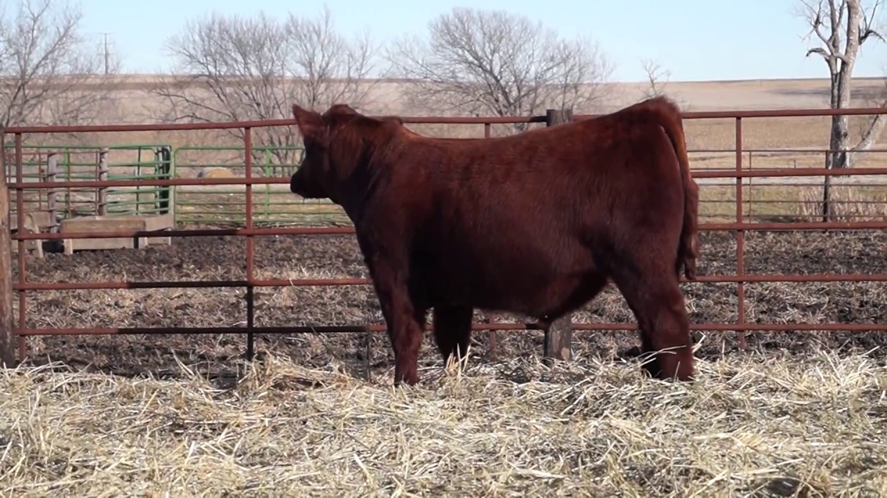 Gilman's Herculex 32E - YouTube