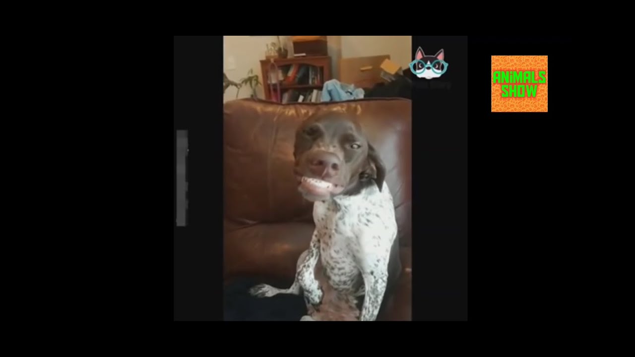 Guilty DOG Face Reaction - Guilty Dogs Video Compilation 2020 | Animals ...