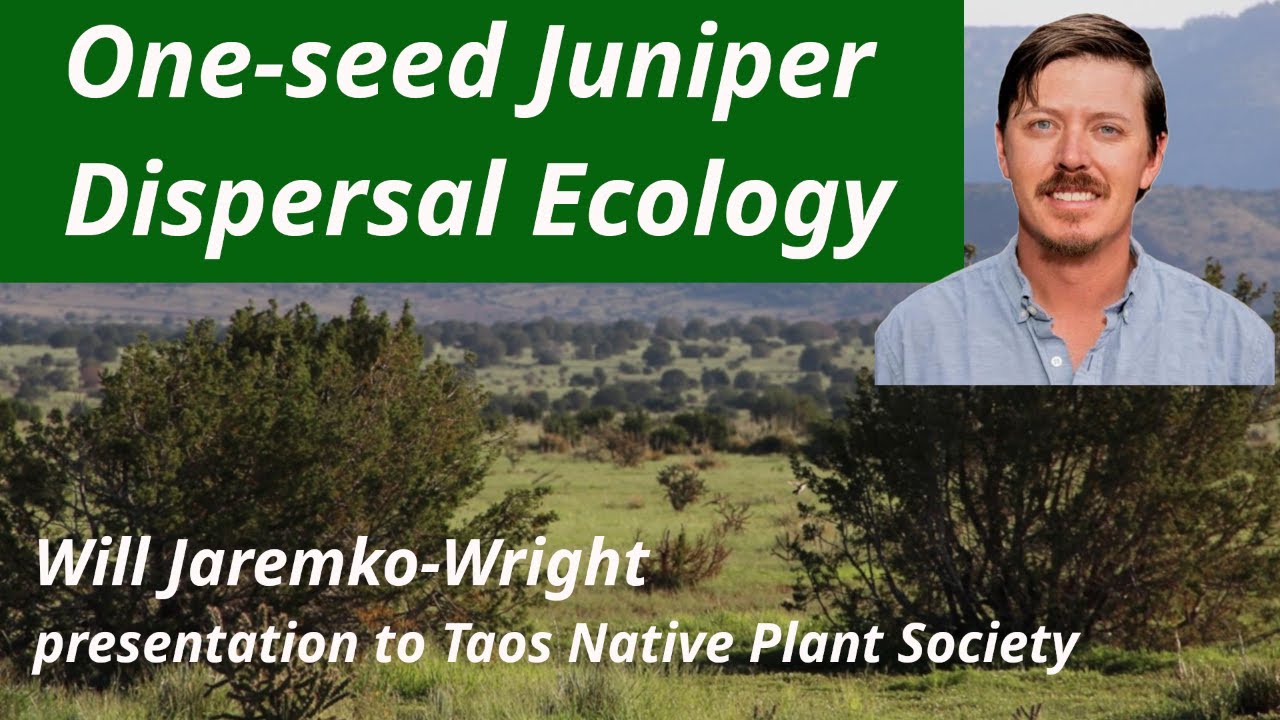One-seed Juniper Dispersal Ecology - YouTube