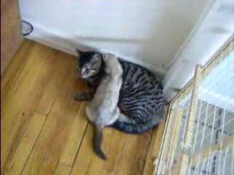 when ferrets attack - YouTube