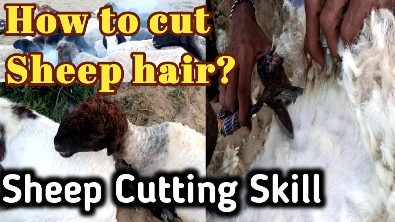 How to cut Sheep hair | sheep wool cutting skills | Vlogging video ...