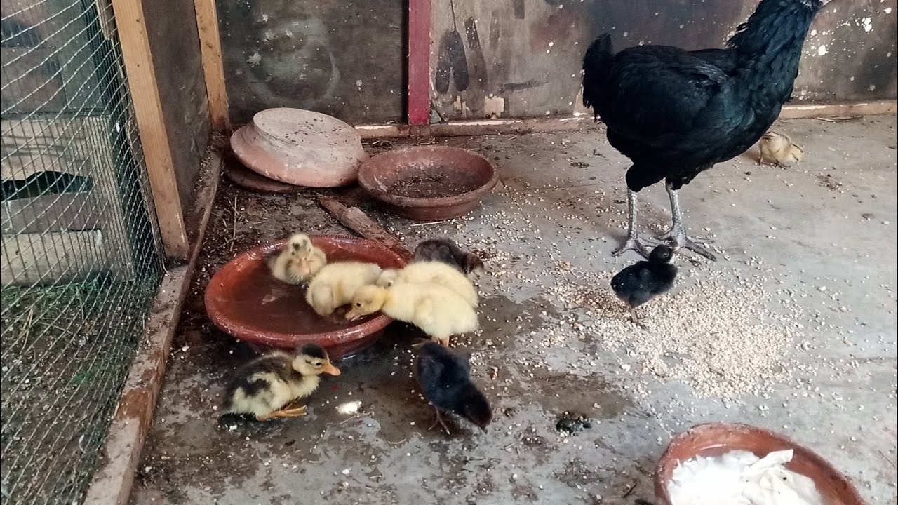 mashallah se duck 🦆 ke 🐥 chick 🐣 bhi a gaey - YouTube